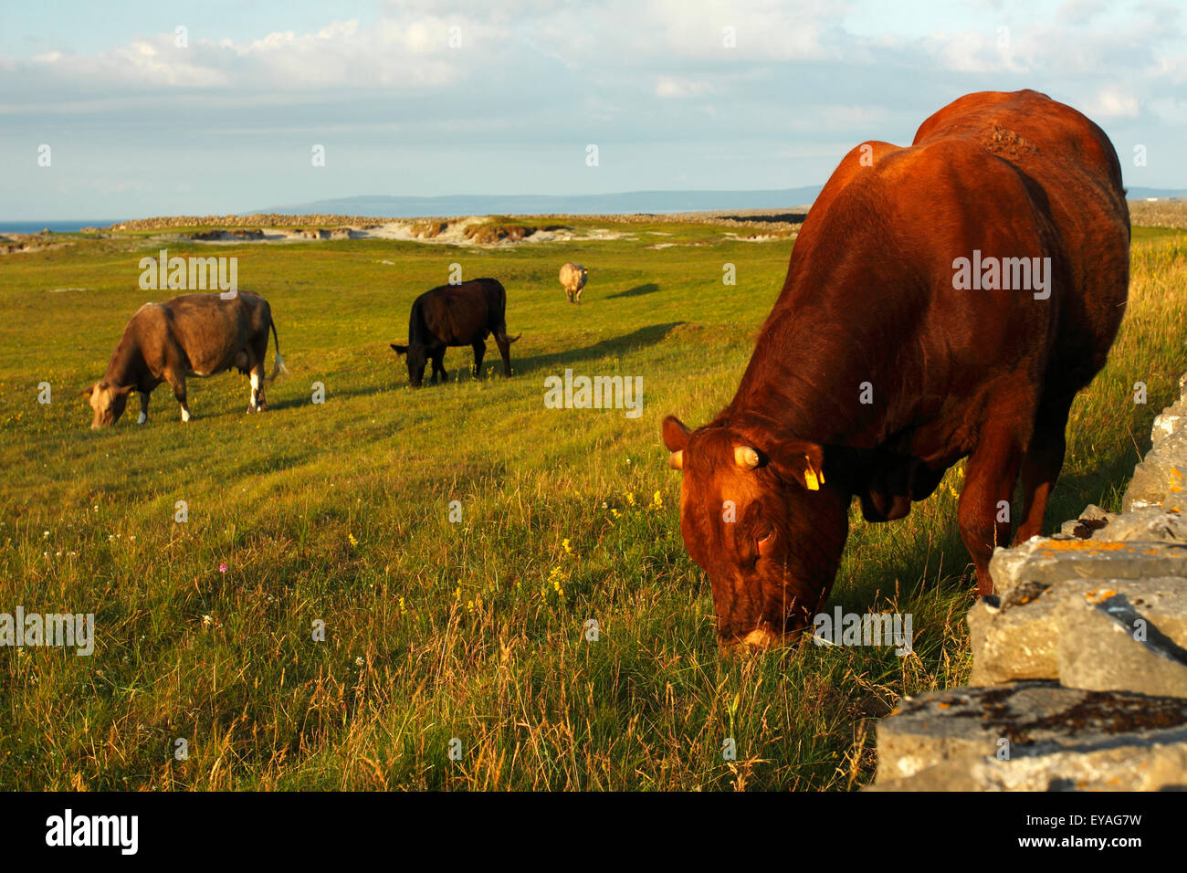 Bos taurus ireland hi-res stock photography and images - Alamy