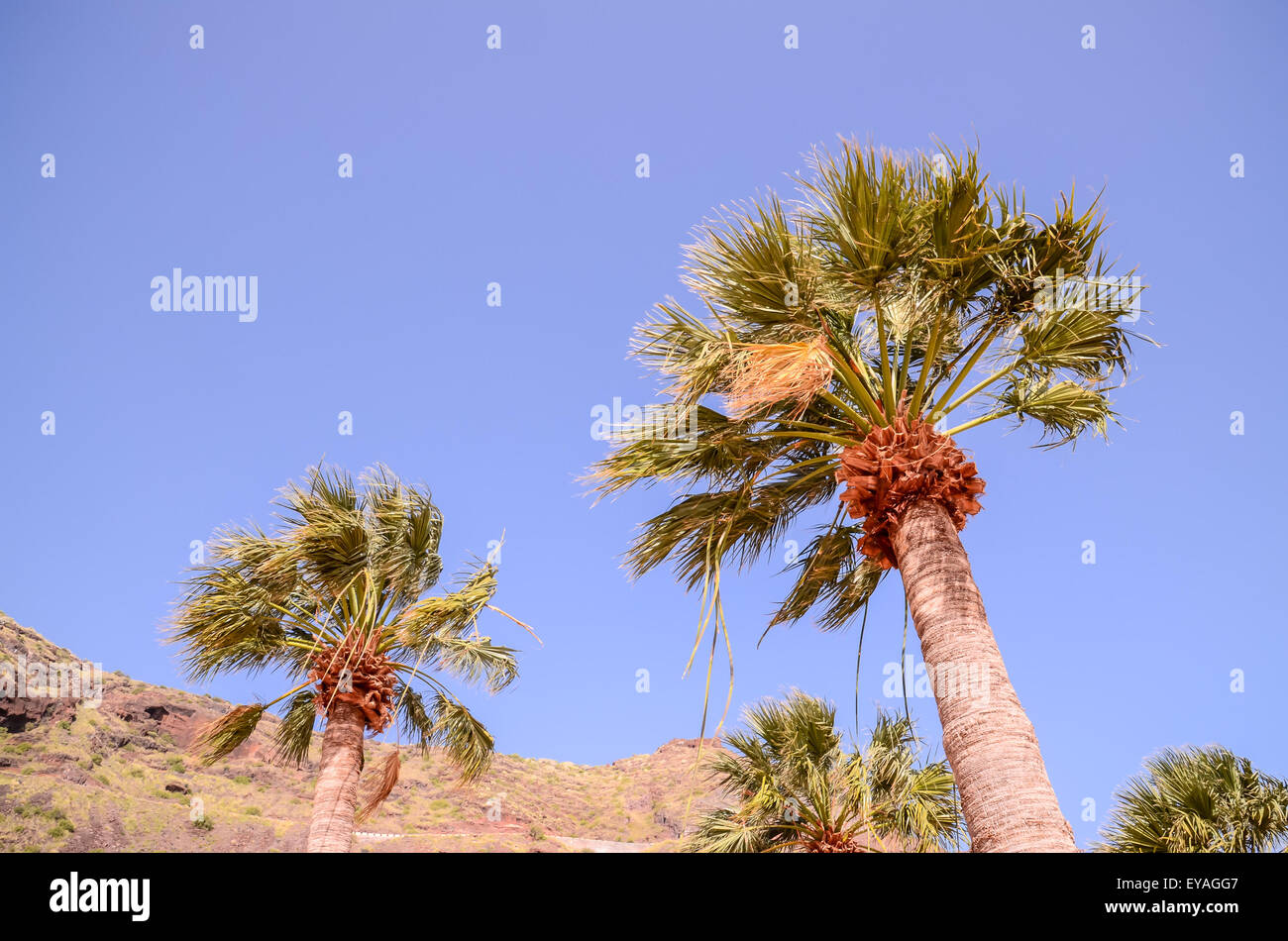 Green Palm Canarian Tree Stock Photo - Alamy