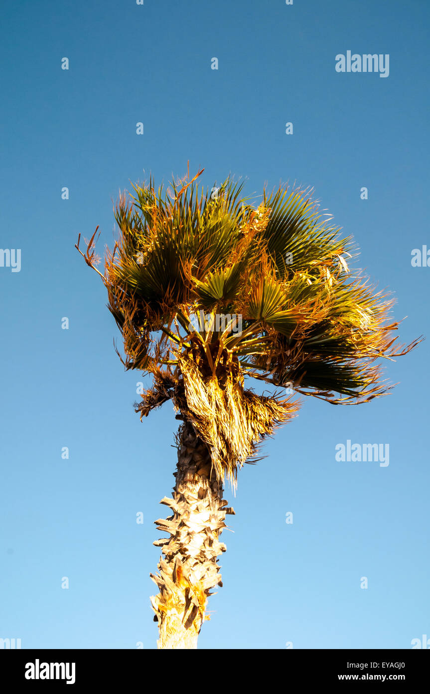Green Palm Canarian Tree Stock Photo - Alamy