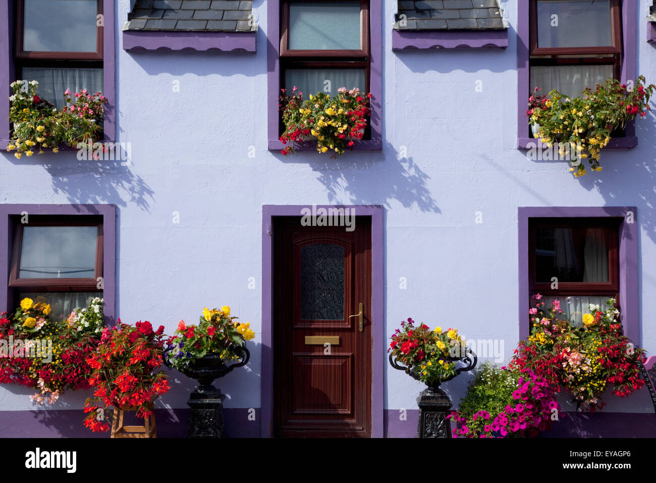 A purple house decorated with blossoming flowers; Ardgroom, County Cork ...
