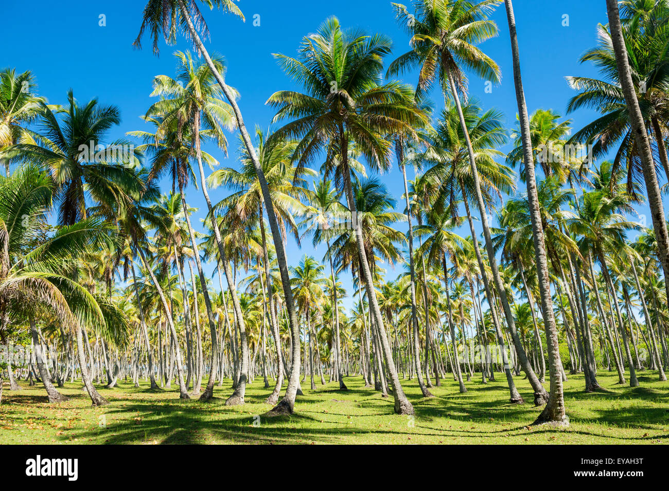 Bright grove of tall palm trees in a plantation on the Coconut Coast ...