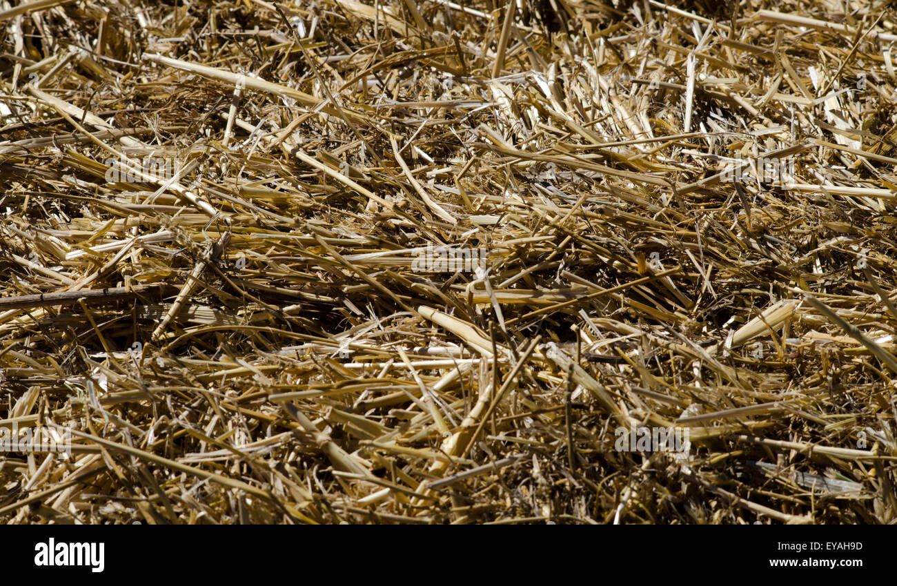 texture of straw for creative Stock Photo - Alamy