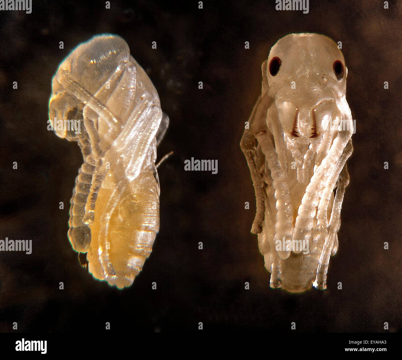 Ant Larva High Resolution Stock Photography and Images - Alamy