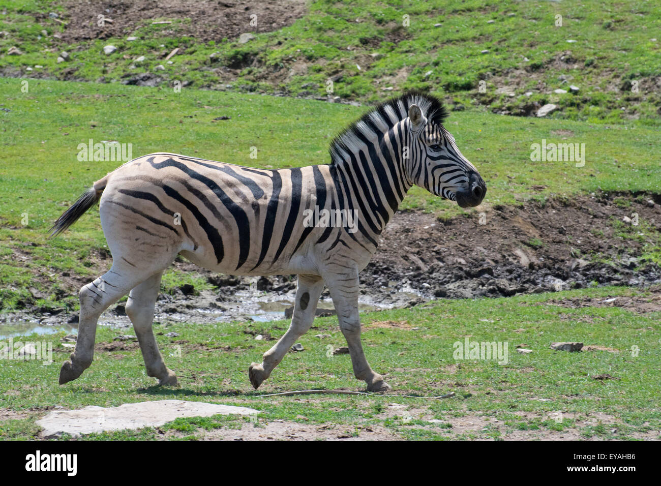 Zebra alert hi-res stock photography and images - Alamy