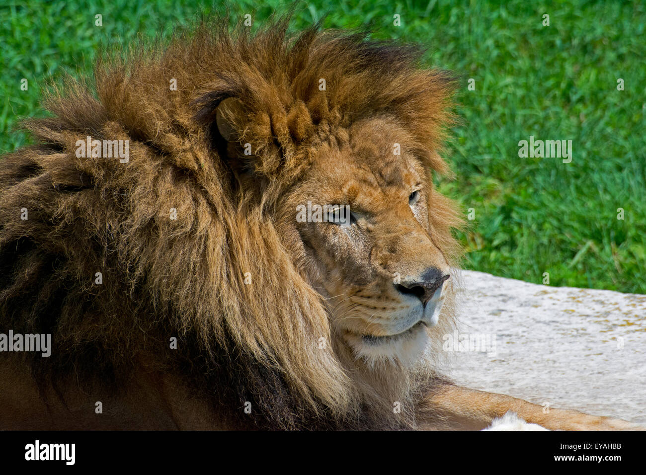 A male lion at rest Stock Photo - Alamy