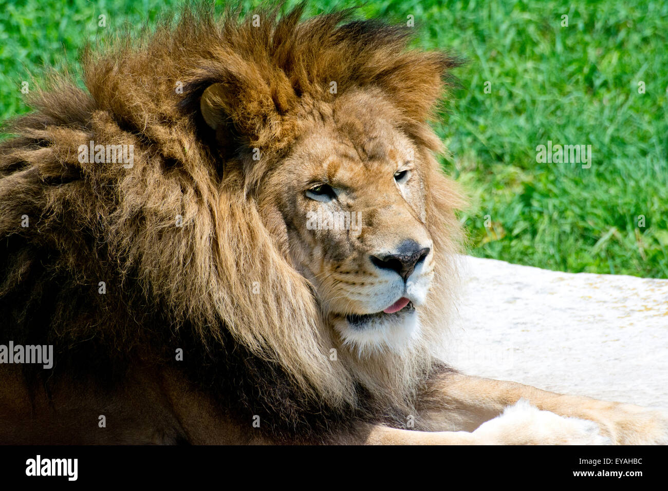 A male lion at rest Stock Photo - Alamy