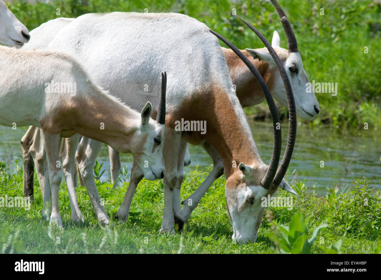 Scimatar hi-res stock photography and images - Alamy