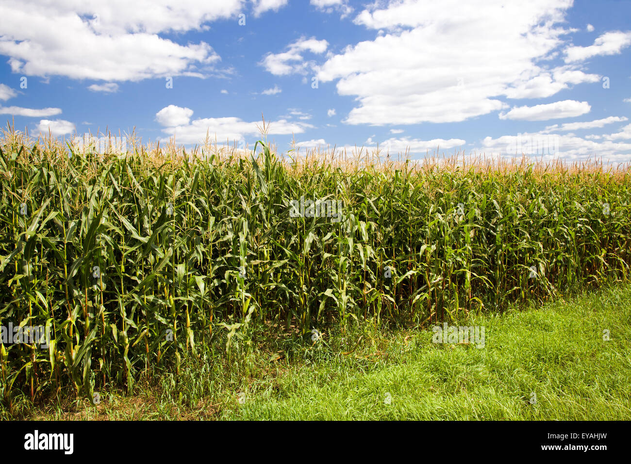 Ripen paddy fields hi-res stock photography and images - Alamy