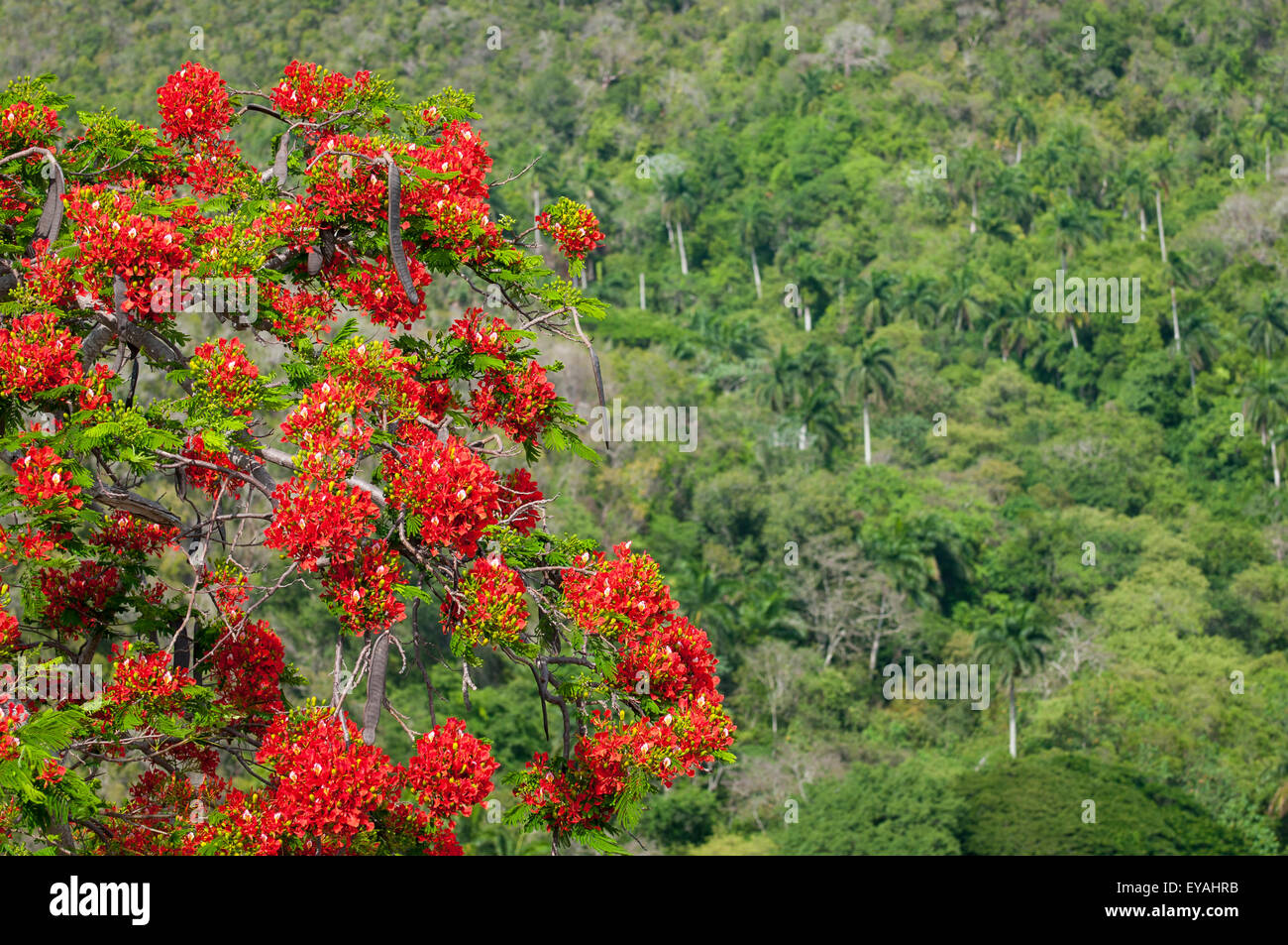 Red blossoms of flamboyant flame tree against tropical greenery on the ...
