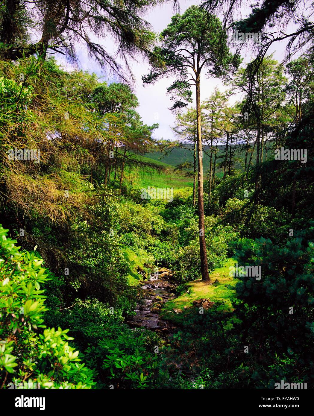 Knockmealdown Mountains, Co Tipperary, Ireland; River Valley Stock ...