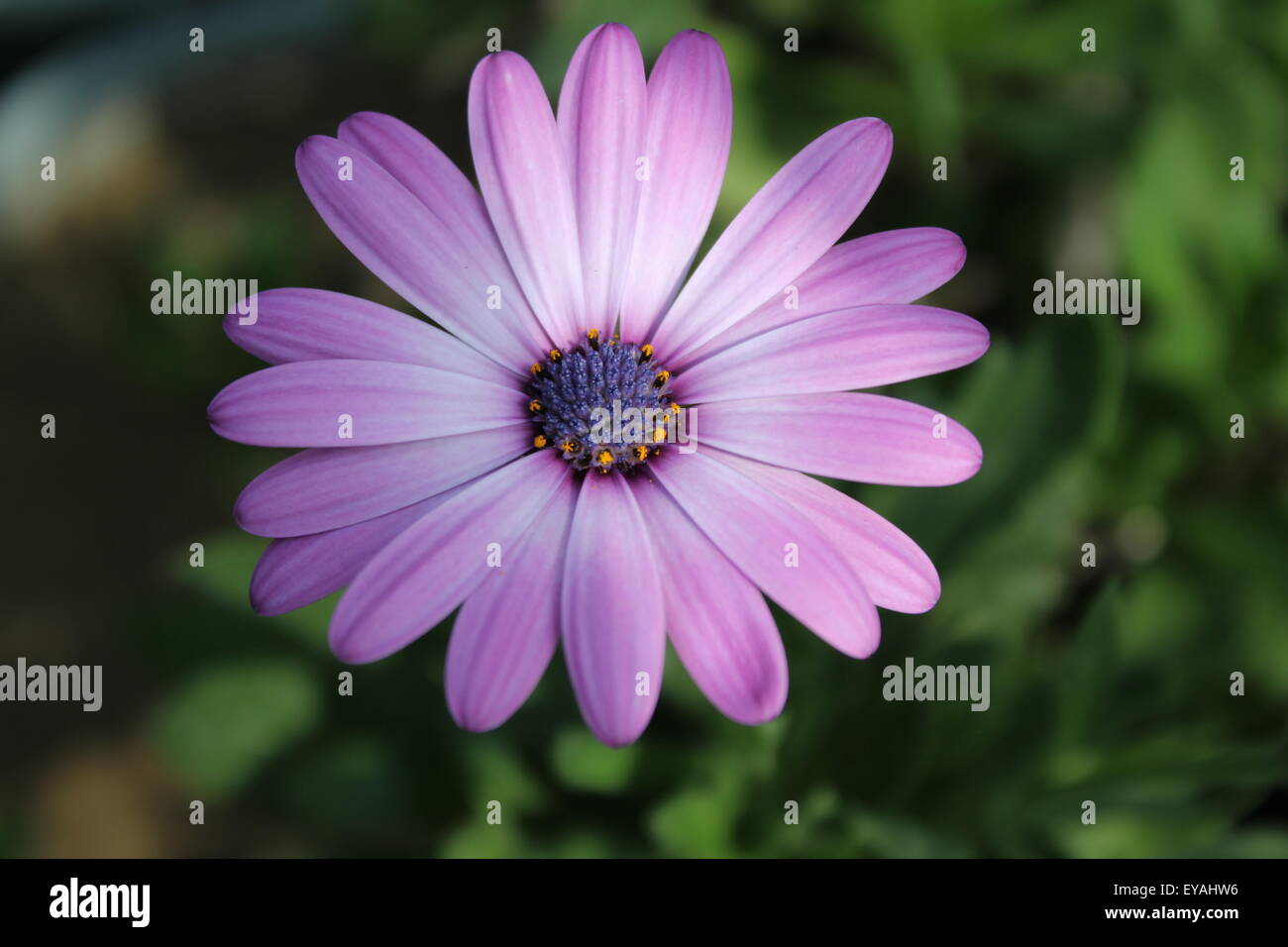 Violet flower hi-res stock photography and images - Alamy
