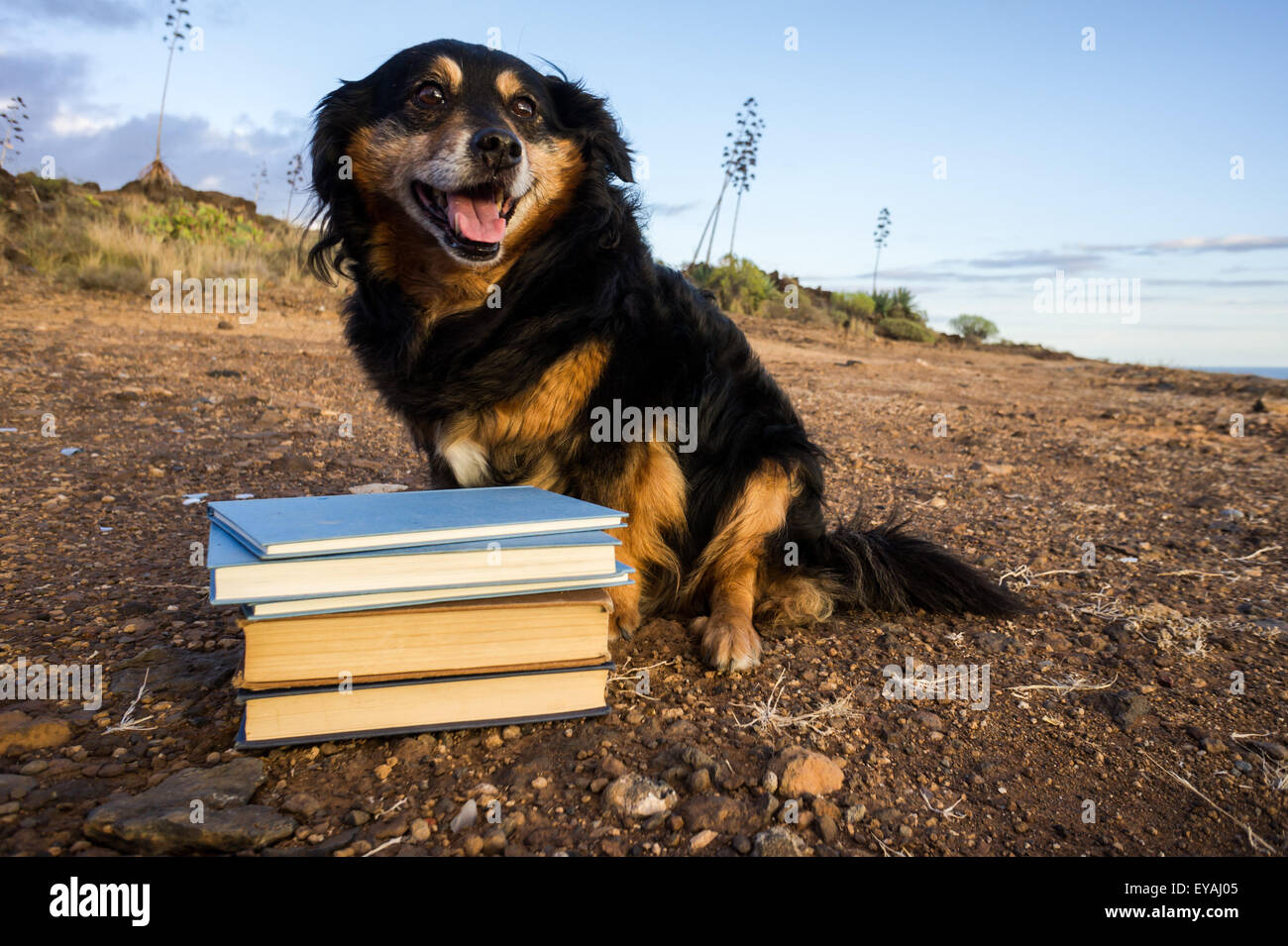 Reading a book with her labrador hi-res stock photography and images ...