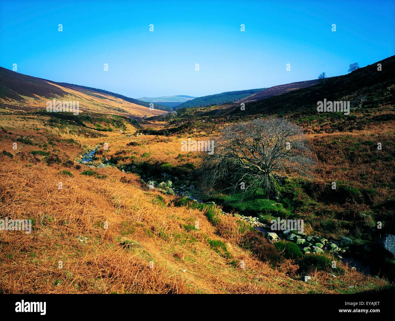 River Dargle, Wicklow Mountains, Co Wicklow, Ireland Stock Photo - Alamy