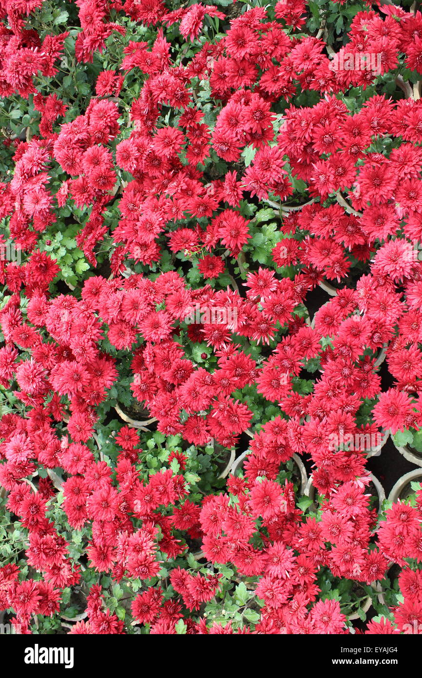 texture of flowers Stock Photo - Alamy