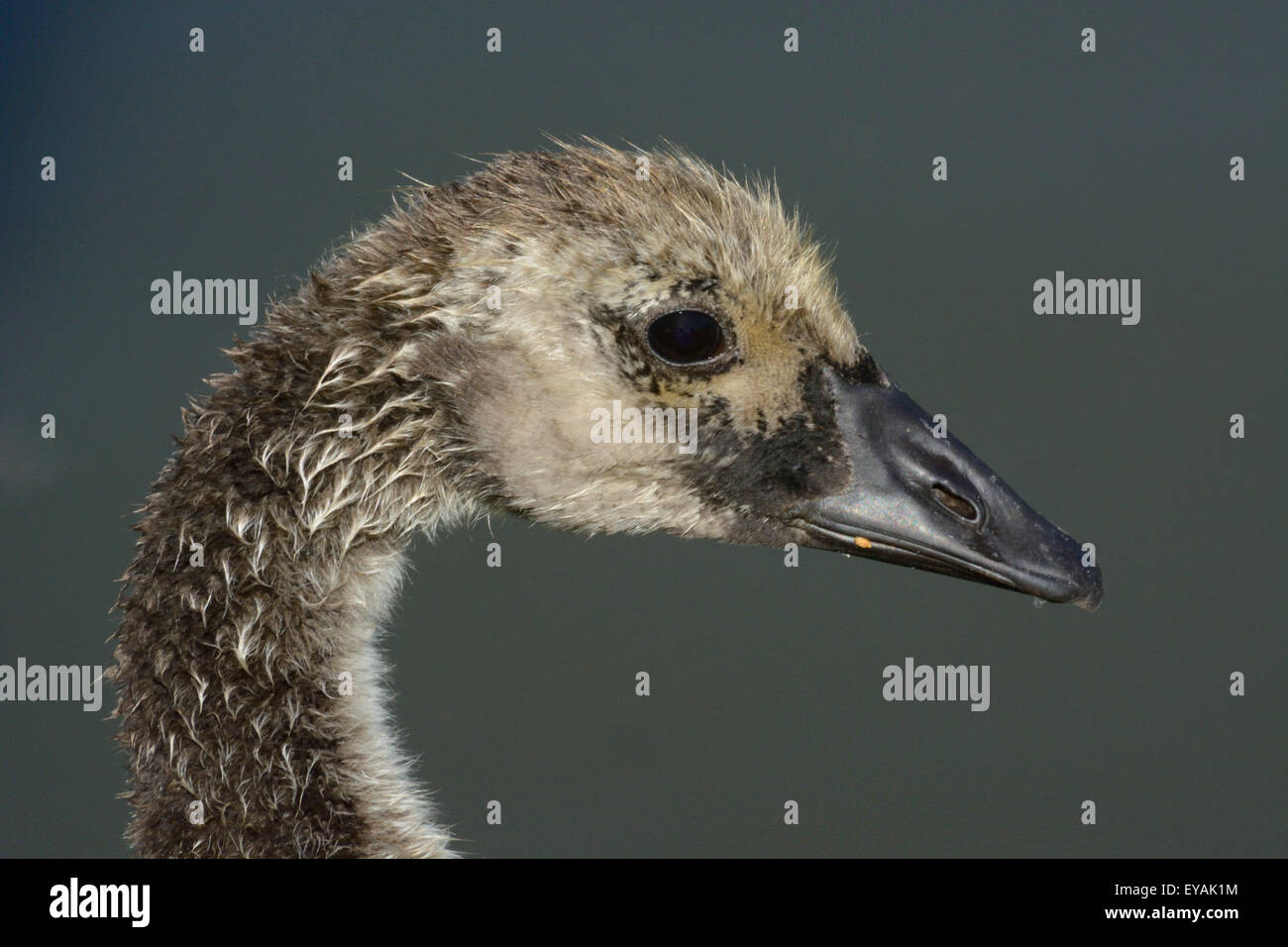 Portrait of Canada Goose Gosling Stock Photo - Alamy