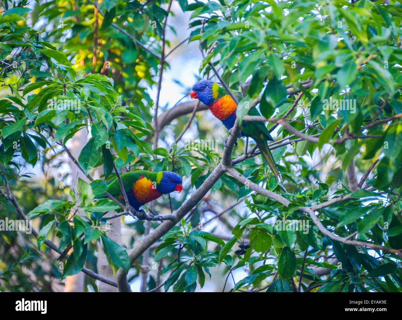 Native australian birds hi-res stock photography and images - Alamy