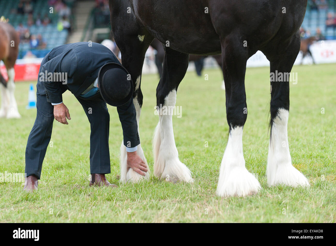 Llanelwedd, Powys, UK. 23rd July 2015. Judges check hooves of Shire ...