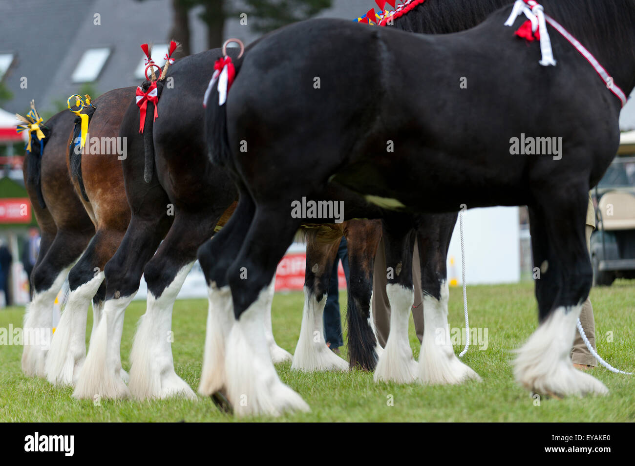 Llanelwedd, Powys, UK. 23rd July 2015. The Shire Horse event takes ...