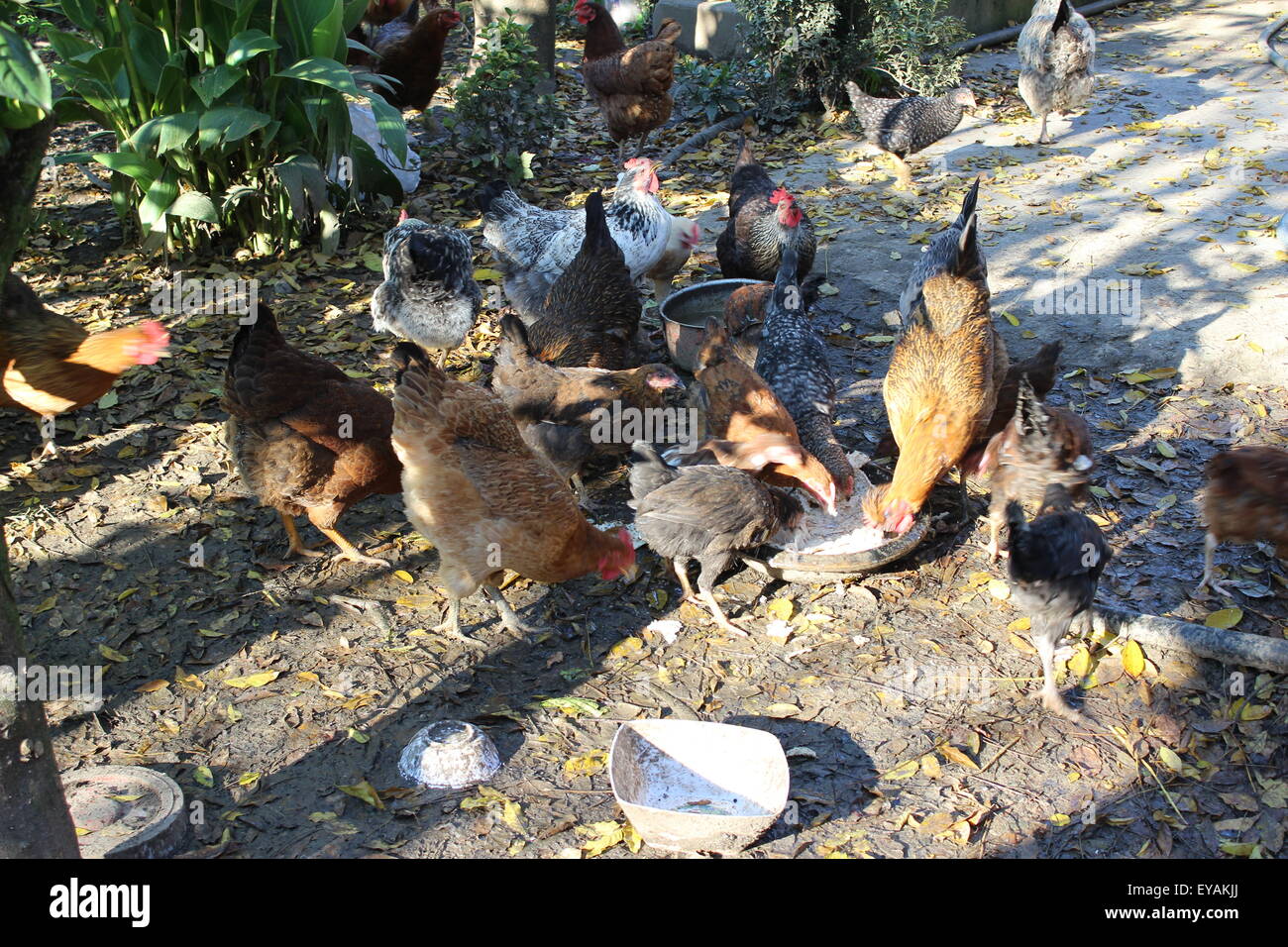 Eating poultry hi-res stock photography and images - Alamy