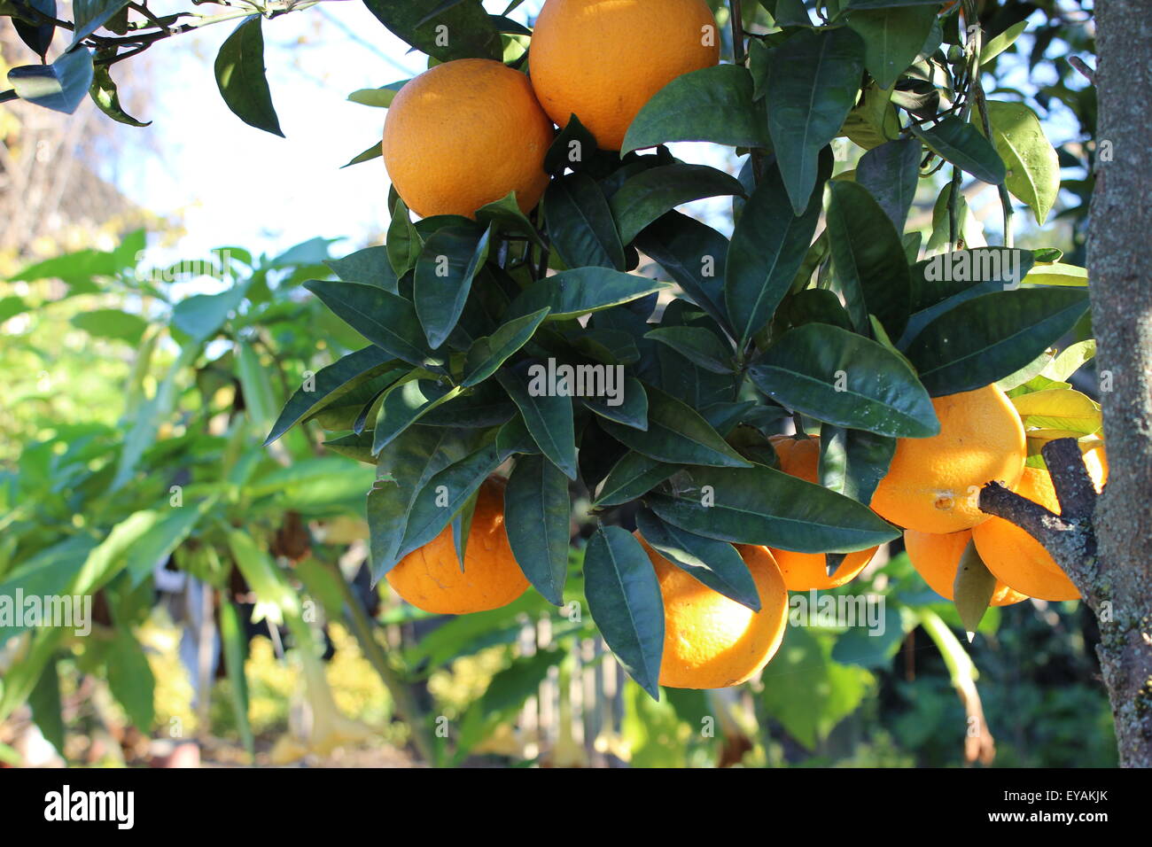 Orange citrus tree hi-res stock photography and images - Alamy