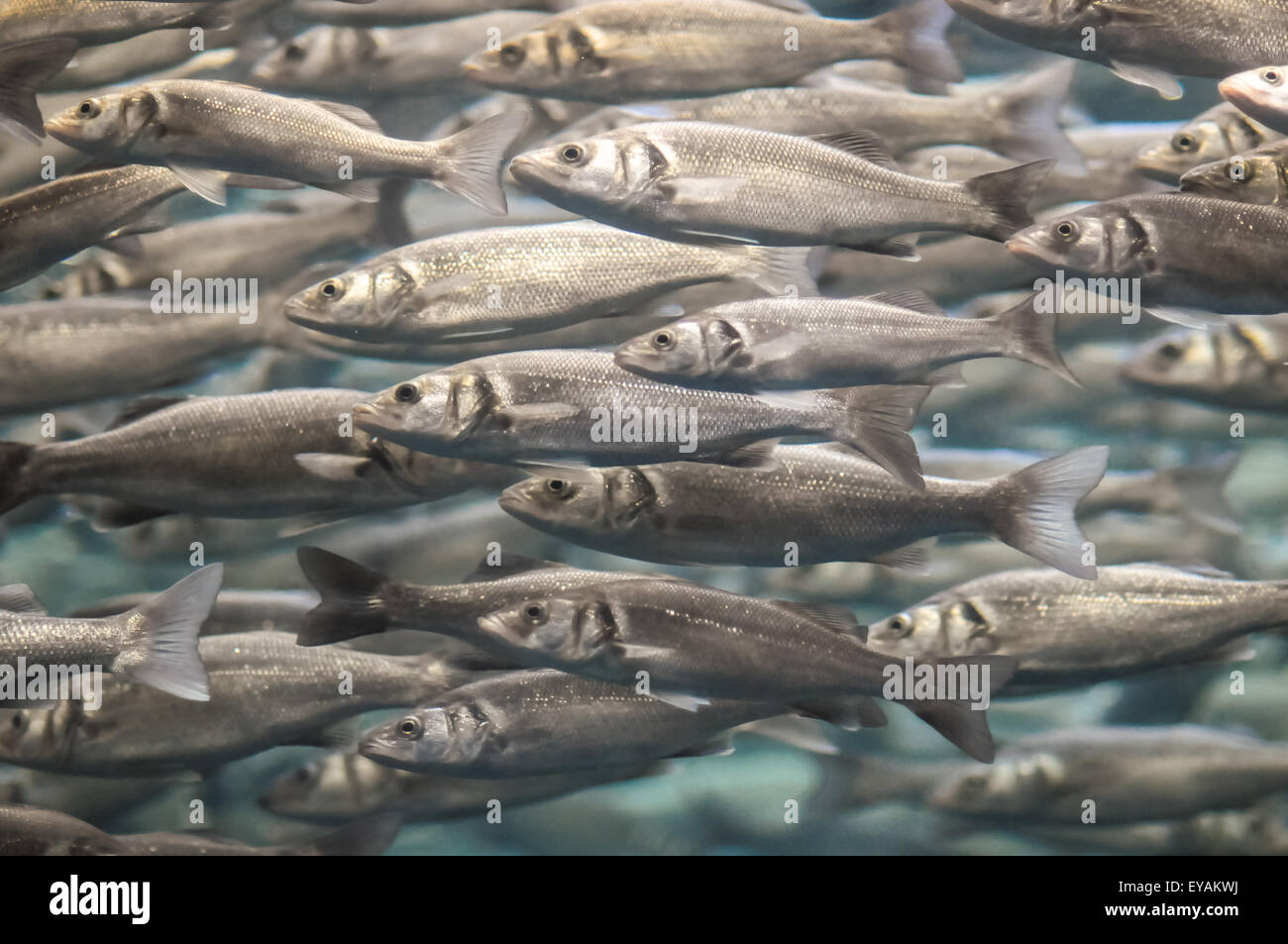 School of Silver Gray Fish Stock Photo - Alamy