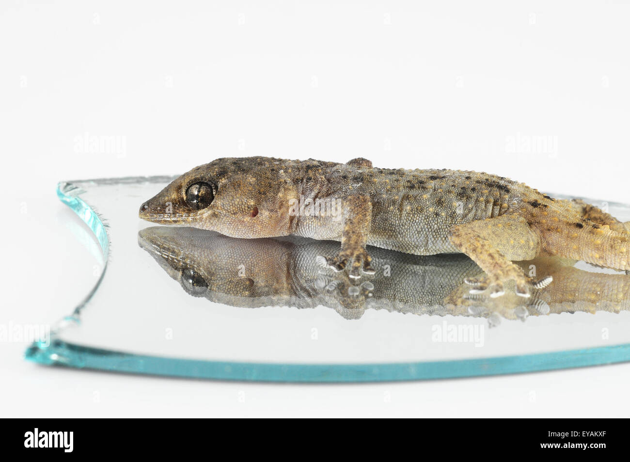 One Small Gecko Lizard and Mirror Stock Photo - Alamy