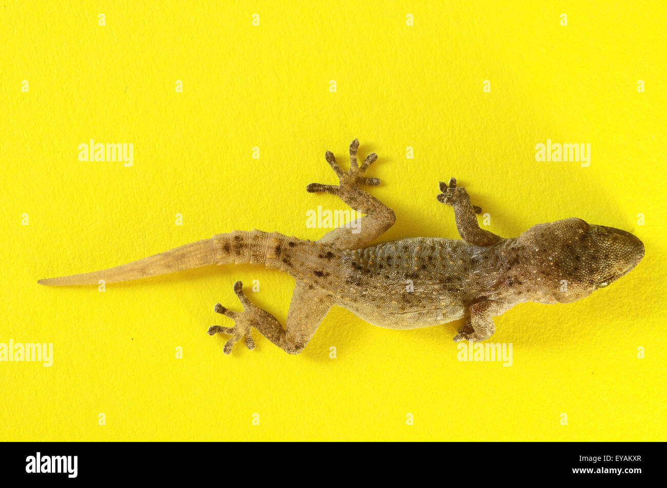 Gray Gecko Lizard Stock Photo - Alamy