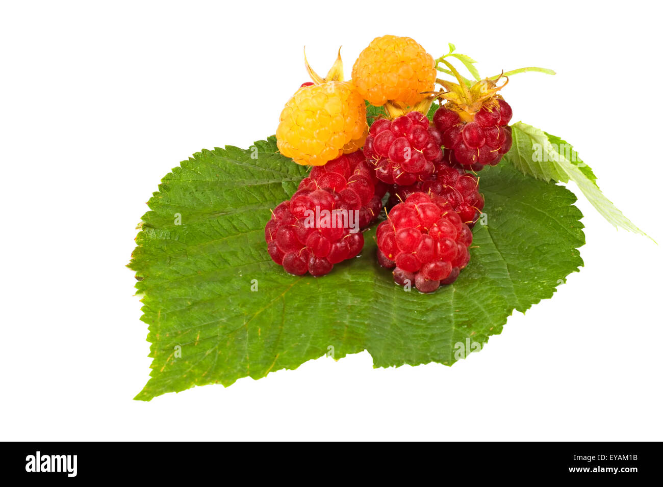 red and yellow raspberries on a leaf isolated on white background Stock ...