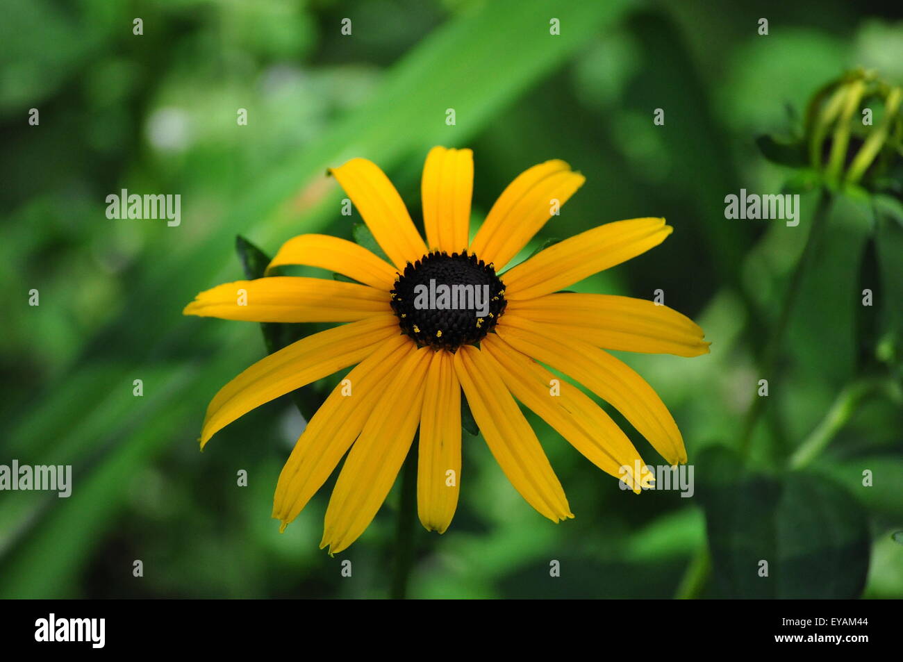 Black Eyed Susan Flower Stock Photo - Alamy