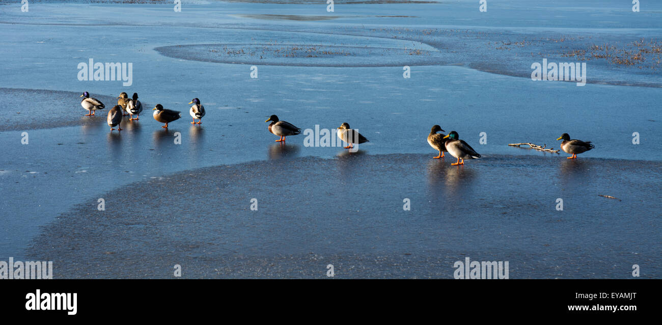 ducks on a frozen pond Stock Photo - Alamy