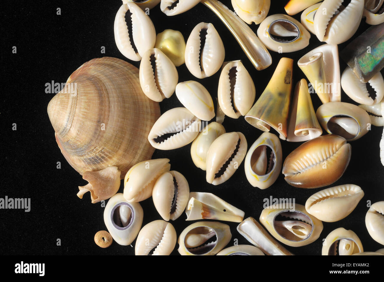Tusk sea shell hi-res stock photography and images - Alamy