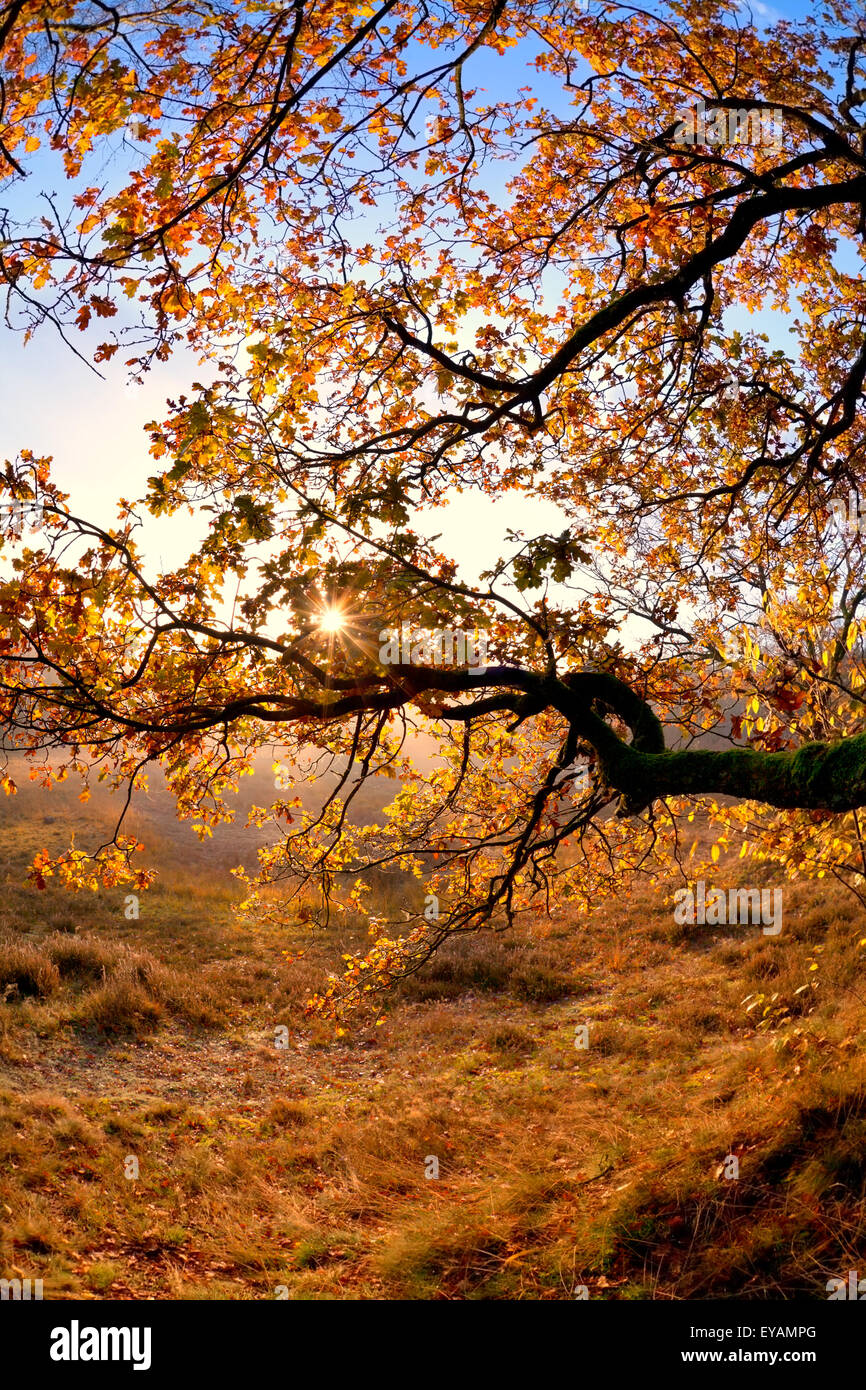 gold sunshine through tree branches in autumn Stock Photo - Alamy