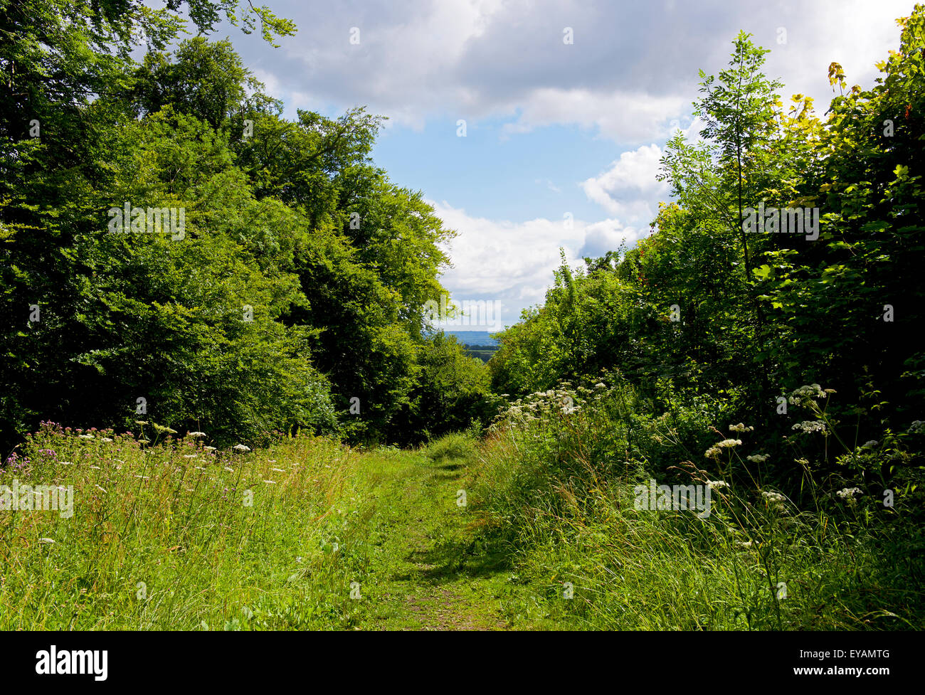 Common path hi-res stock photography and images - Alamy