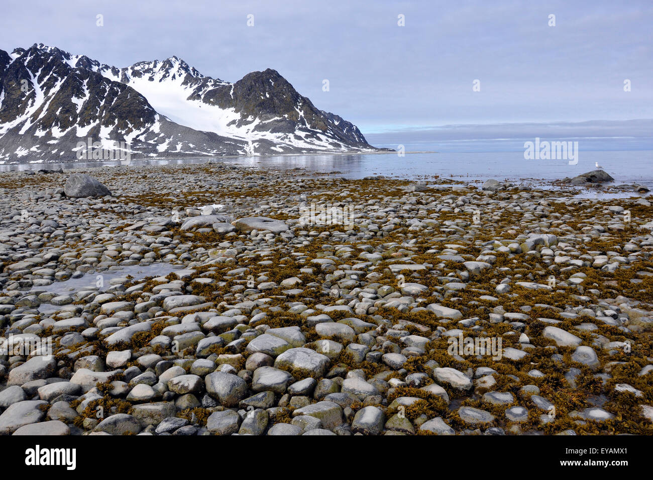 Norway, Svalbard islands, Spitsbergen island Stock Photo - Alamy