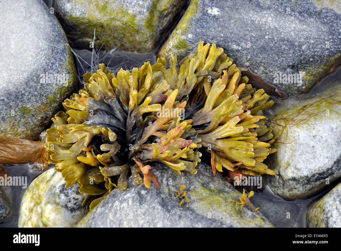 Norway, Svalbard islands, Spitsbergen island, lichens Stock Photo - Alamy