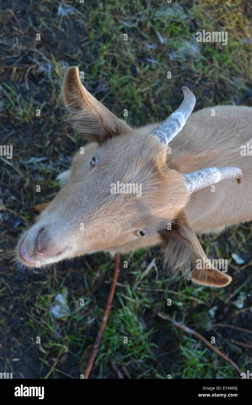 A Golden Guernsey goat in a field Stock Photo - Alamy