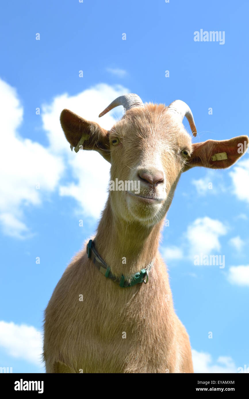 A Golden Guernsey goat against a blue sky Stock Photo - Alamy