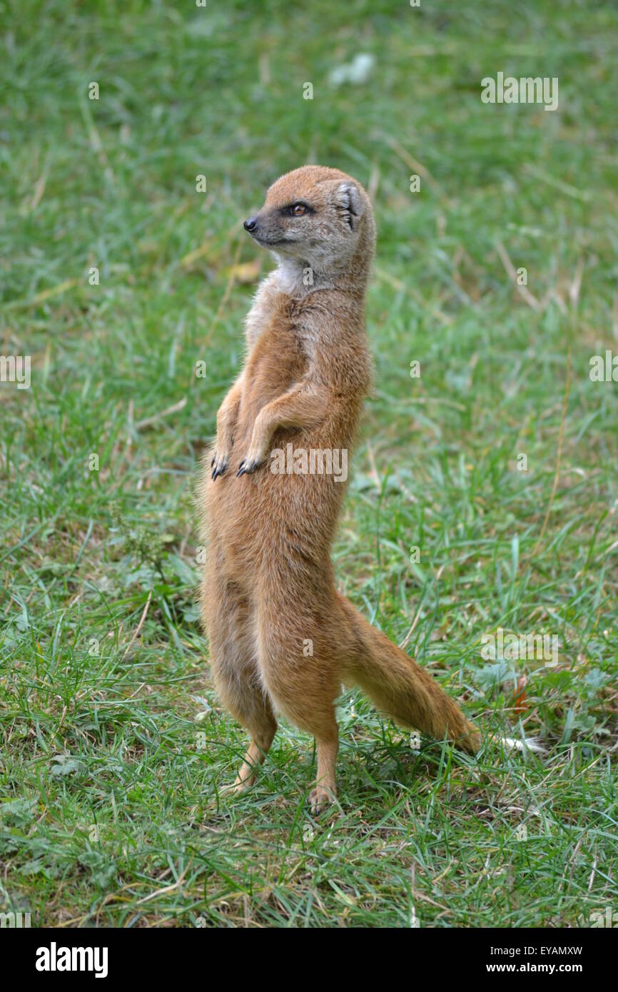Mongoose standing by grass hi-res stock photography and images - Alamy