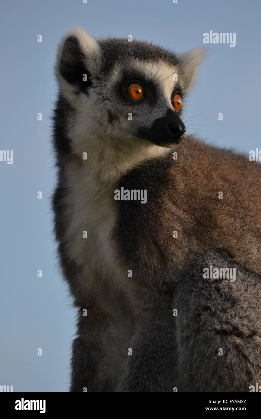 A Lemur looking into the sun with a blue sky behind Stock Photo - Alamy
