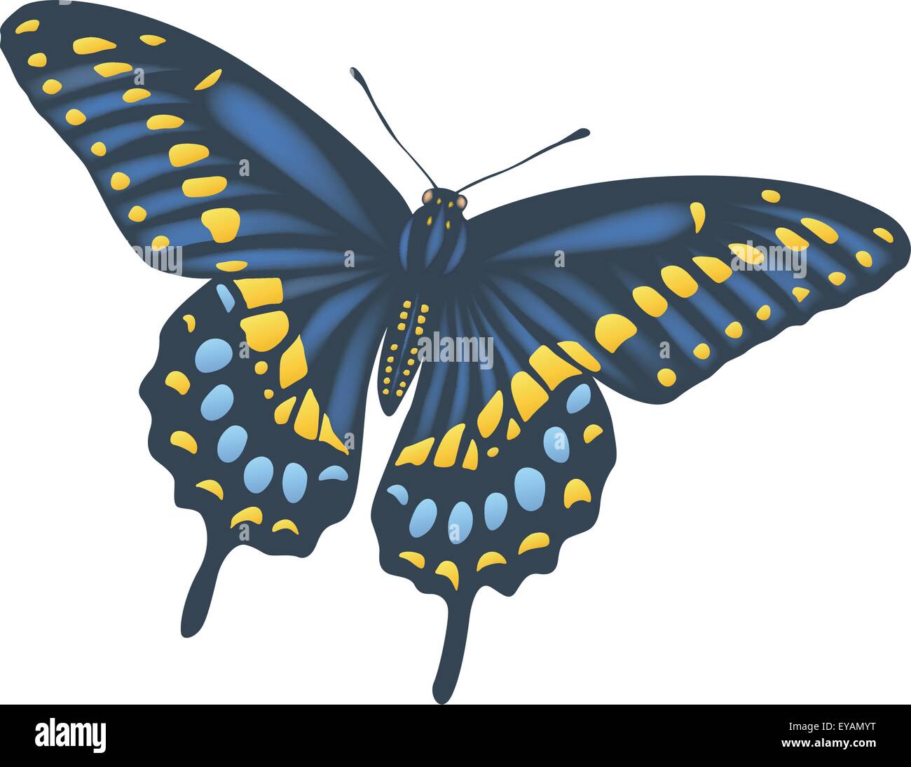Full detailed vector butterfly Stock Vector Image & Art - Alamy