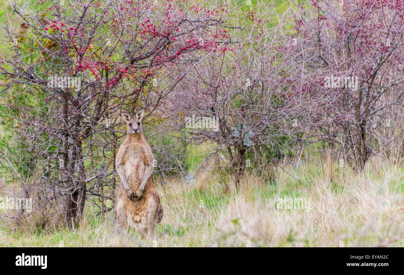 Kangaroo in Australian country side sitting up in the bush Stock Photo ...
