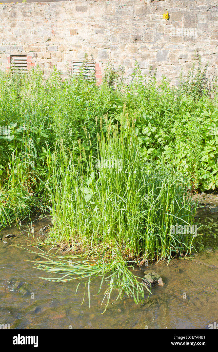 Green aquatic plants grow on the bed of a stream Stock Photo - Alamy