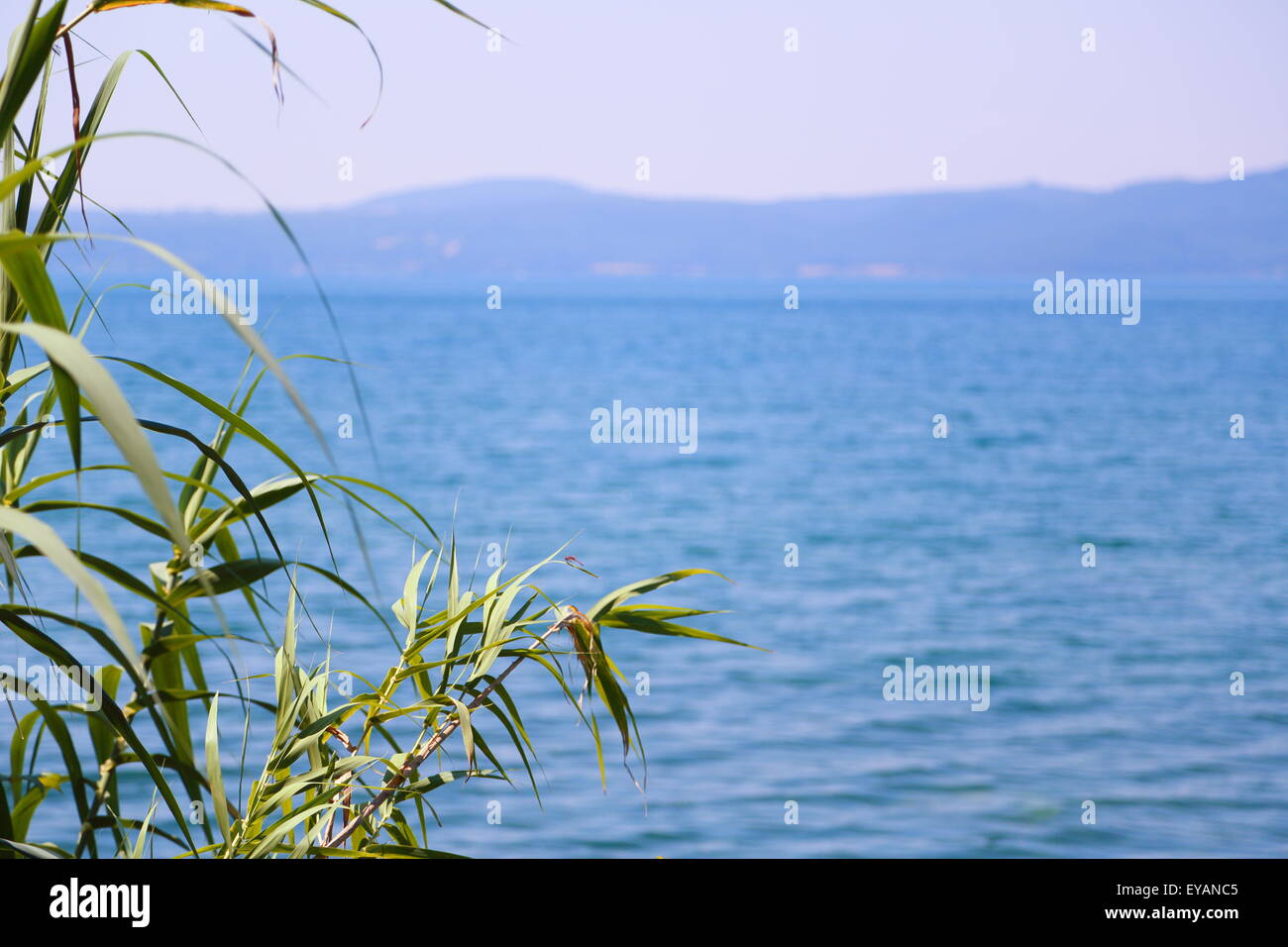 View of the lake from the shore Stock Photo - Alamy