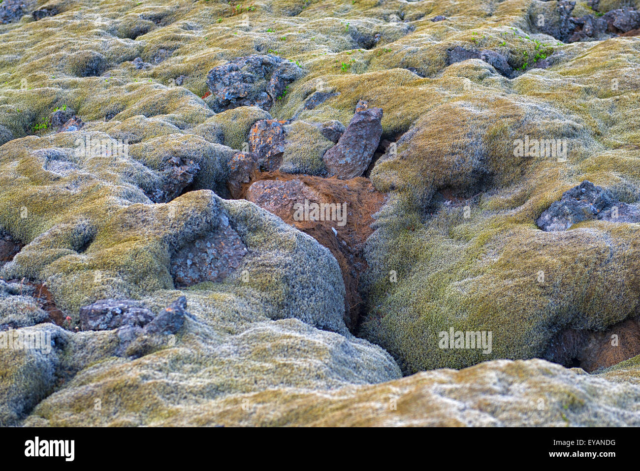 Lava Fields at Reykjavik, Iceland Stock Photo - Alamy