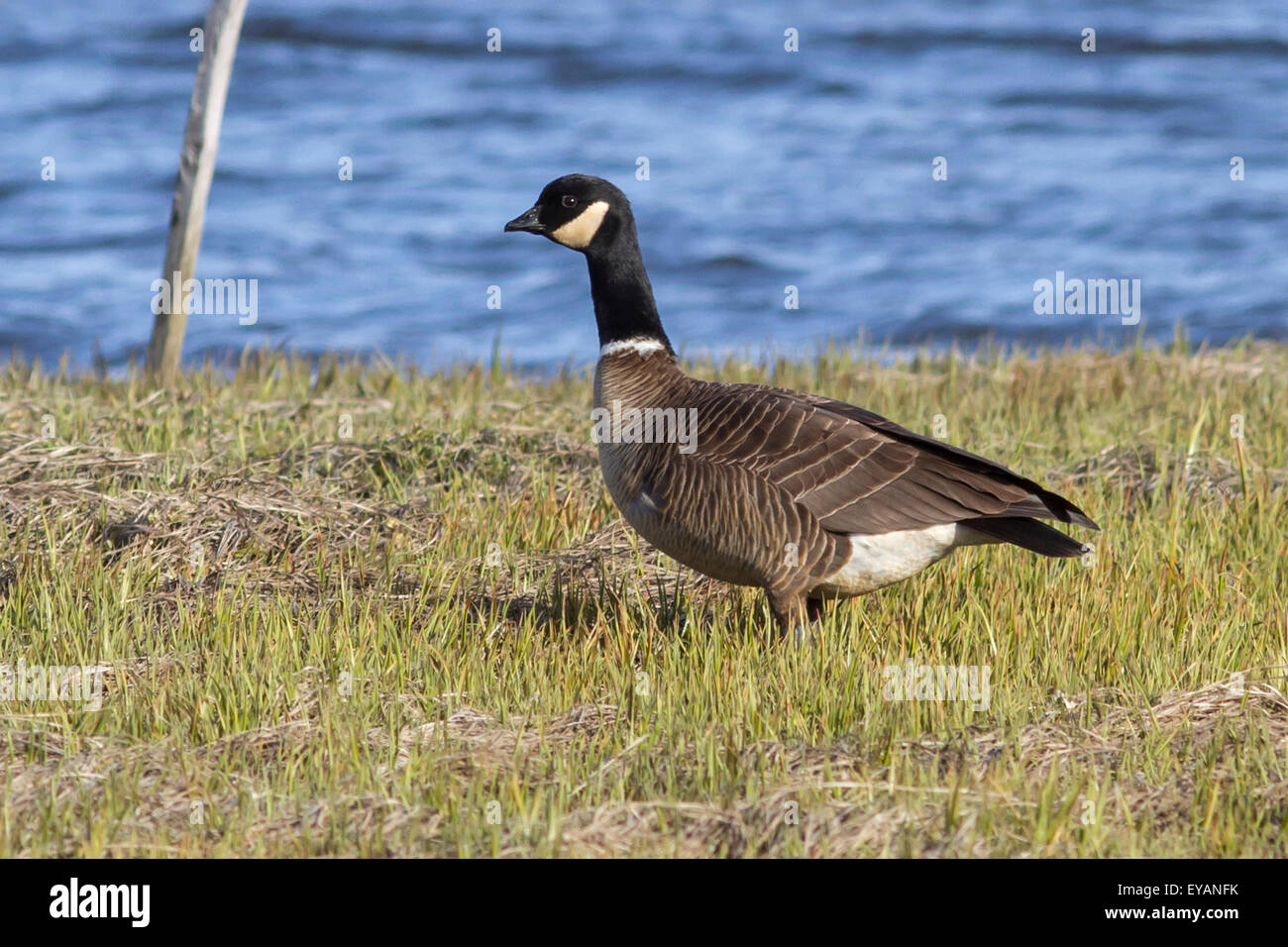 Aleutian canada goose hi-res stock photography and images - Alamy