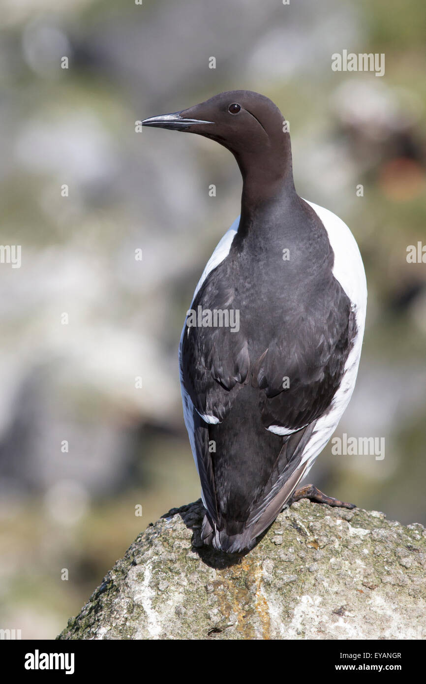 Common murre bering sea hi-res stock photography and images - Alamy