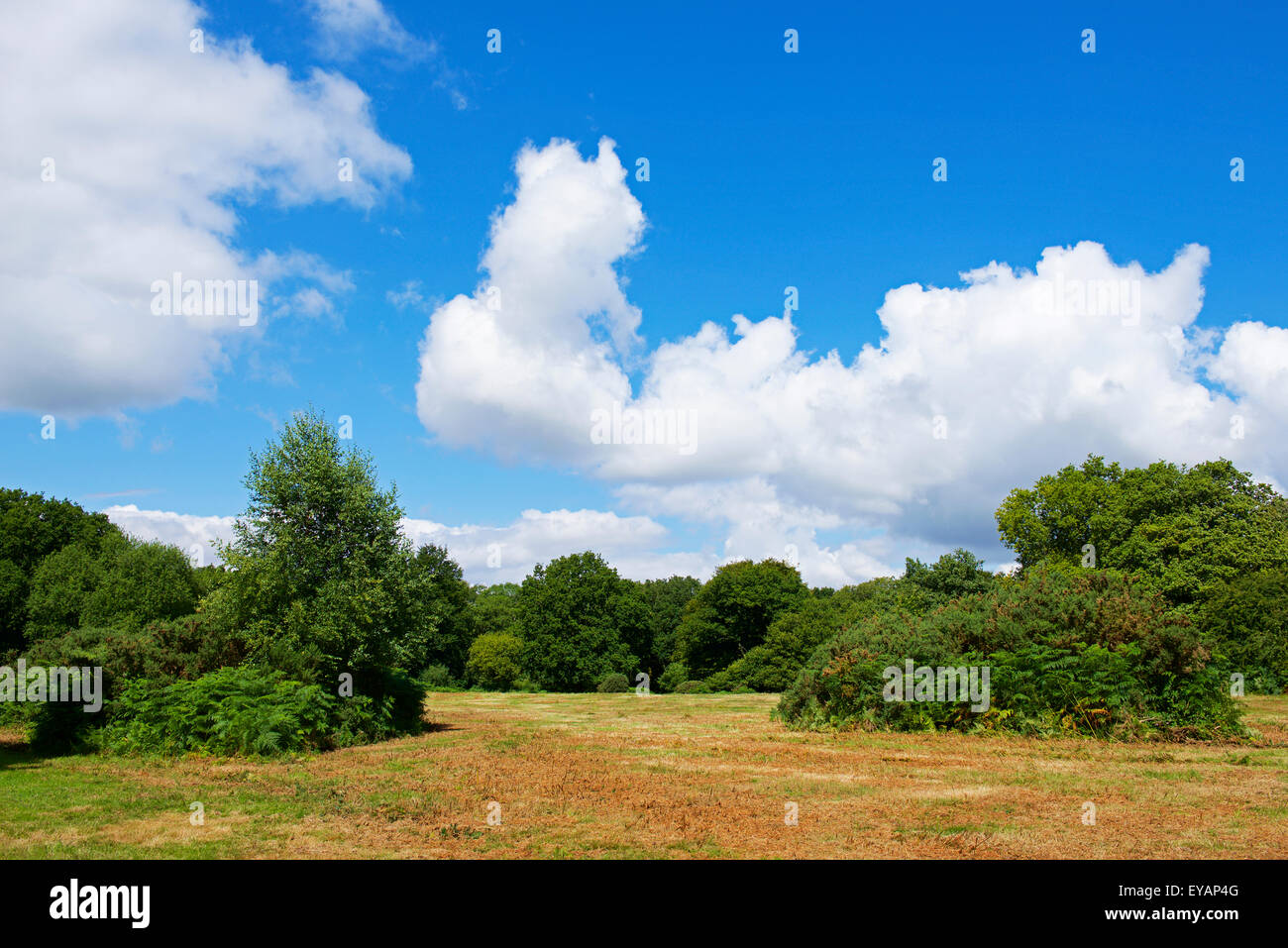 Selborne common hampshire hi-res stock photography and images - Alamy