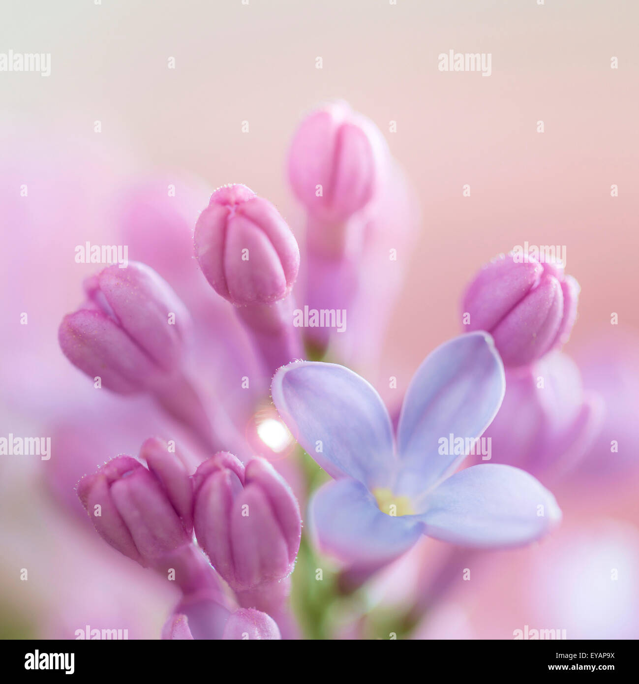 Pink lilac delicate flowers hi-res stock photography and images - Alamy