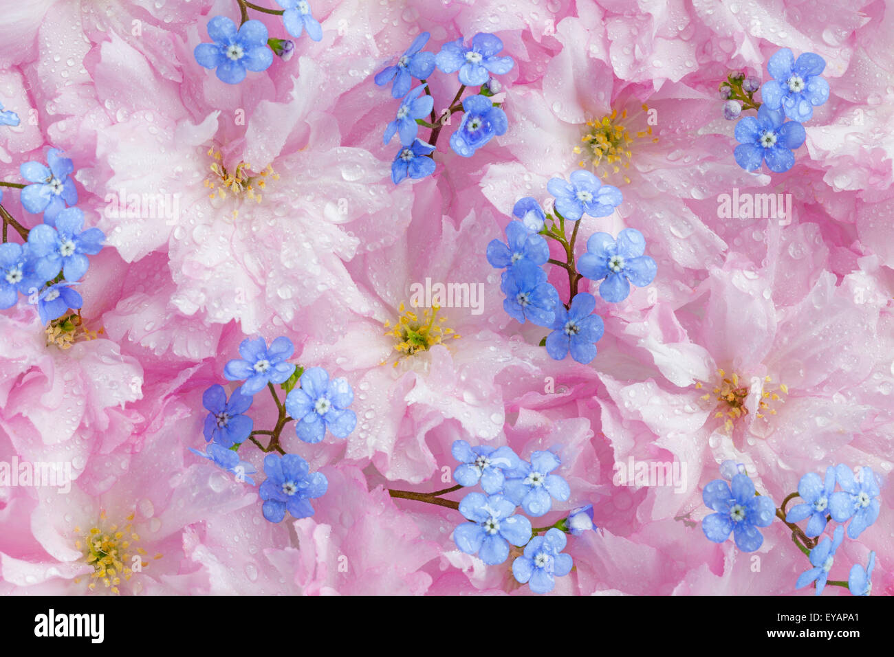 Brunnera macrophylla close up flowers hi-res stock photography and ...