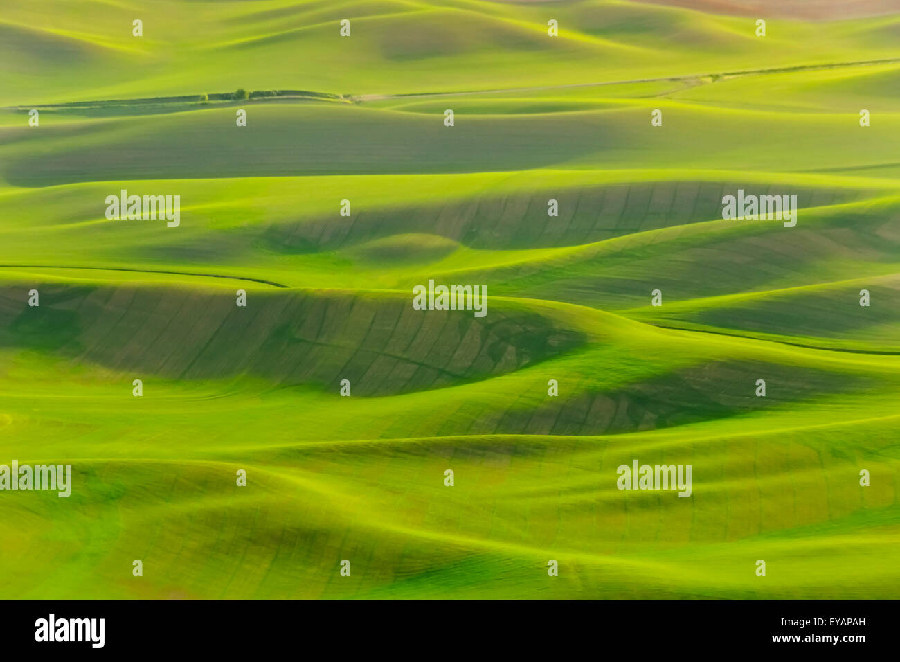 Rolling hills of wheat the palouse hi-res stock photography and images ...